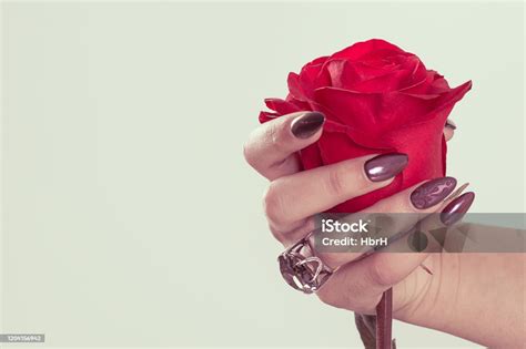 매니큐어 아트 매니큐어 현대 스타일 부르고뉴 비누 벨벳 효과 매니큐어 빨간 장미 꽃을 들고 아름다움 손 세련된 손톱 은 흰색 배경을 고립 새로운 2017 트렌디 한 젤 셸락