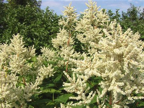 Polygonum Polymorphum Wildstaudenzauber