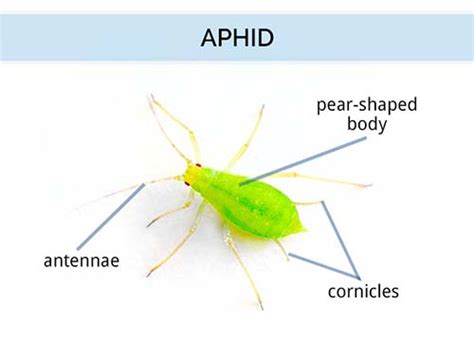Aphid Identification Guide