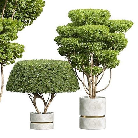 Concinna Bonsai Pruned 3d Model Cgtrader