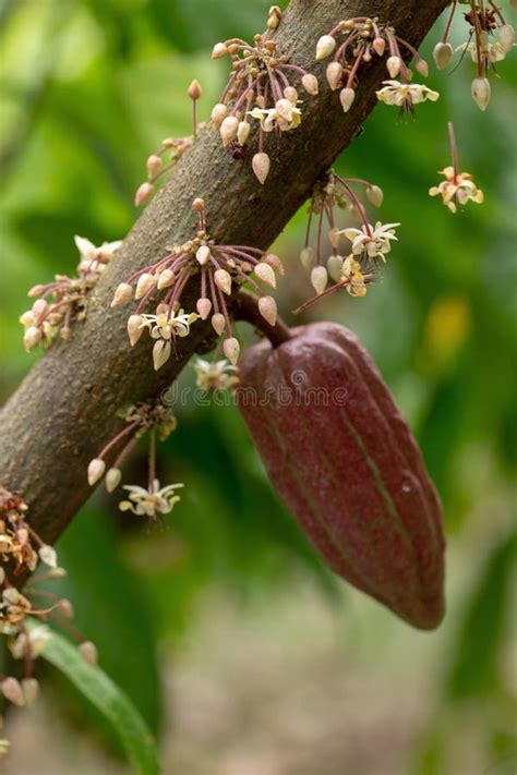 Cocoa Flowers Cacao Fruit Cocoa Pod On Tree Stock Image Image Of Growth Hand 123243491 Cocoa Flowers Cacao Fruit Cocoa Pod On Tree Stock Image Image Of Growth Hand 123243491