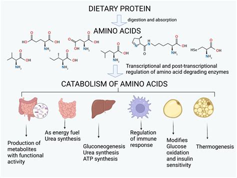 Amino Acid Supplementation Protein Synthesis At Marc Beals Blog