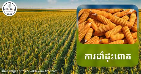 ចំណេះដឹងទូទៅនៃការដាំដុះពោត នាទីកសិកម្ម Kaksekam Time