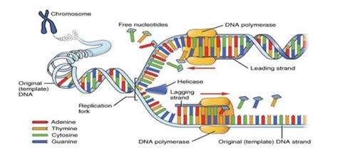 Viral Dna Replication Flashcards Quizlet