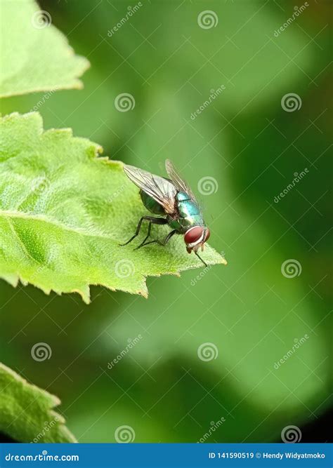 Flier On The Green Leaf Stock Image Image Of Flier 141590519