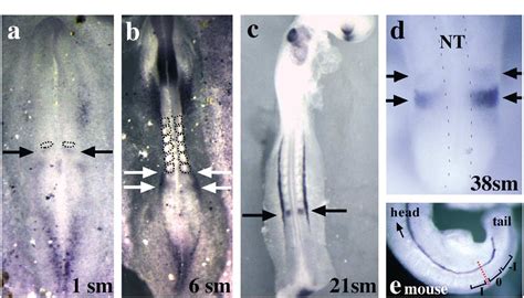 Pax 2 Expression In Mesodermal Segmentation And Its Relationship With Epha4 And Lunatic Fringe