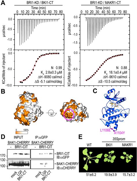 Tyrosine Phosphorylation Controls Brassinosteroid Receptor Activation