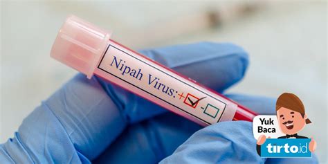 Kenali Penularan Virus Nipah Dan Gejalanya Pada Manusia