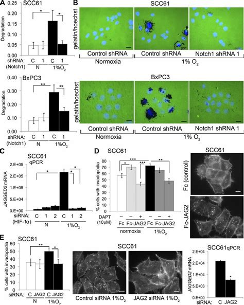 Notch Induced Cell Contact Dependent Signaling Regulates Invadopodia Download Scientific