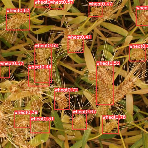 GitHub Tasmimul Huda Global Wheet Detection Using YoloV