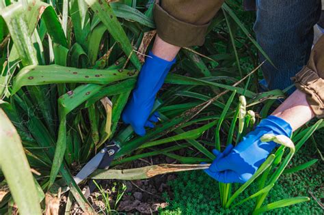 파란색 장갑을 낀 손에 정원 액세서리 정원 가위는 나뭇잎을 가지 치기합니다 금속 가위는 유카 식물의 큰 녹색 잎을 자른다 가지치기에 대한 스톡 사진 및 기타 이미지 Istock