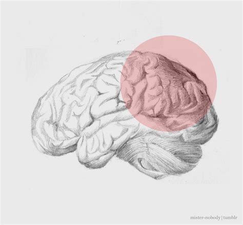 Layer Of Cerebral Cortex Images Frompo 1