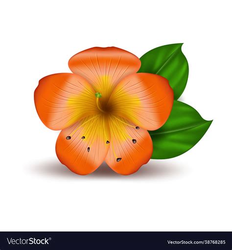 Realistic Tropical Hawaiian Flower Orange Vector Image