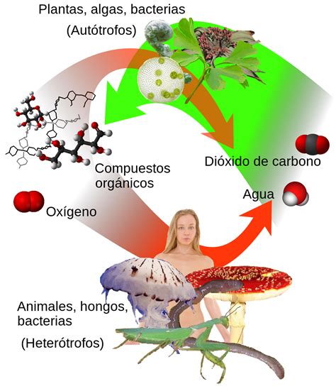 Propiedades De Los Seres Vivos Y Su Importancia Para El At Emaze