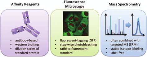 2 Established Technologies For Absolute Protein Quantification Gfp