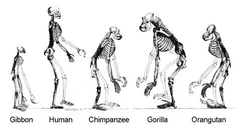 Difference Between Hominid And Hominin Definition Apes Features