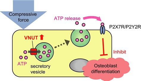 Model For The Suppressive Effect Of Compressive Force On Osteoblast Download Scientific Diagram