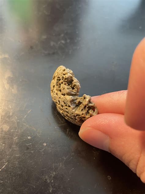 Fossil Identification Rfossils