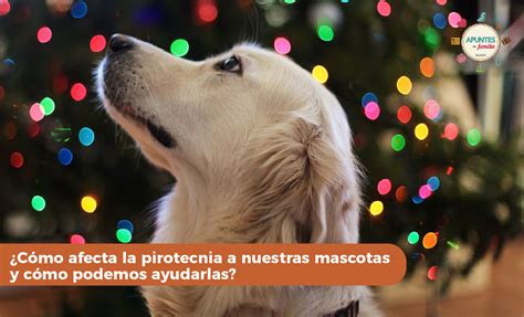 ¿cómo Afecta La Pirotecnia A Nuestras Mascotas Y Cómo Podemos Ayudarlas