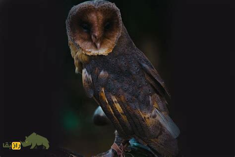 جغد انبار سیاه؛ کمیاب‌ترین جغد جهان که صورتی قلبی دارد و فرشته مرگ شب