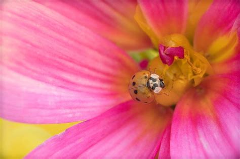 ТАМАН СМЕ ПОЧТИ ГОТОВИ С 81 ВА КНИГА С МЛАДЕН МИСАНА ТОЙ ВЗЕМА ТА ПУСНЕ НОВ ШЕДЬОВЪР