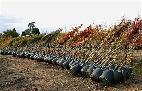 Container Grown Trees Hillier Trees