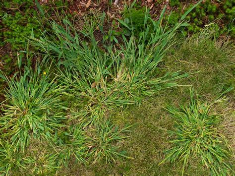 When To Plant Grass Seed In Nc Rds Lawn Care