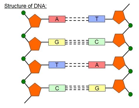 Dna Structure Diagram Quizlet