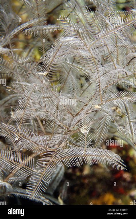 Stinging Hydrozoan Aglaophenia Cupressina Plamulariidae Anilao Indo Pacific Ocean