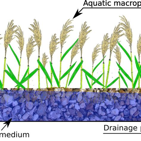 3 Schematic Representation Of A Horizontal Subsurface Flow Cw Flow Download Scientific