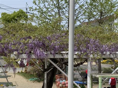 藤の花が満開です こんなことしたよ 香川県指定 子ども発達支援センターこがく 香川県指定 子ども発達支援センターこがく