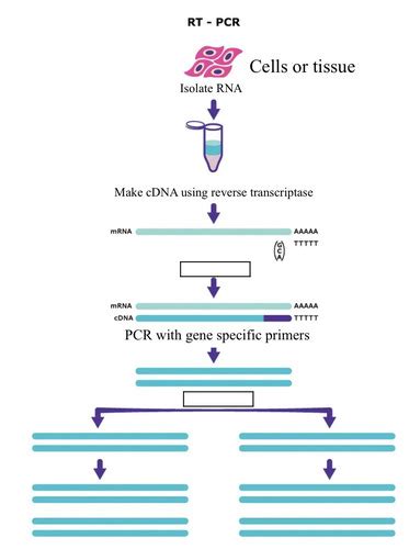 Techniques In Gene Expression Analysis Flashcards Quizlet Techniques In Gene Expression Analysis Flashcards Quizlet