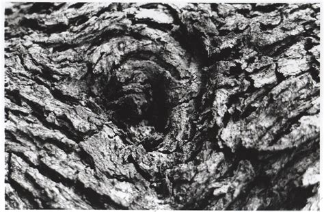 Árboles Y Su Sexualidad Trees And Their Sexuality Behance