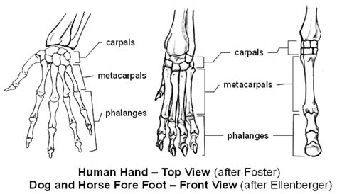 Diagram Of Carpal And Metacarpal Bones Quizlet