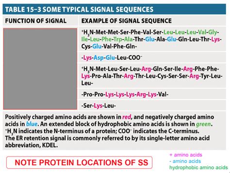 Some Typical Signal Sequences Chapter 15 Bios 303 Diagram Quizlet