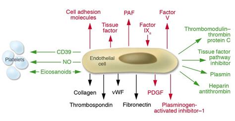 JCI Endothelial Cell Culture Beginnings Of Modern Vascular Biology