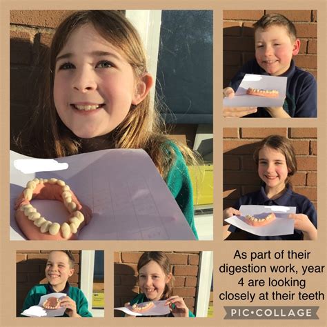 Year 4 Digestion Much Wenlock Primary School And Nursery