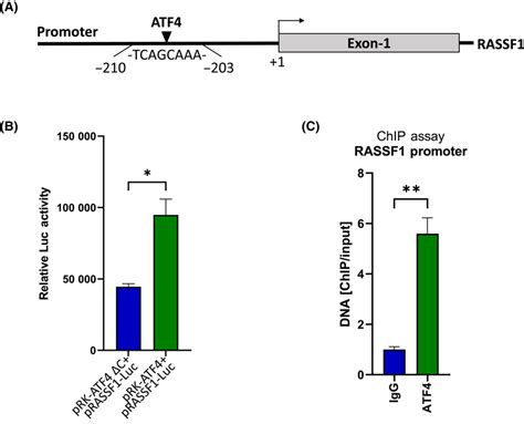 Atf4 Occupies The Rassf1 Promoter And Regulates Its Expression A