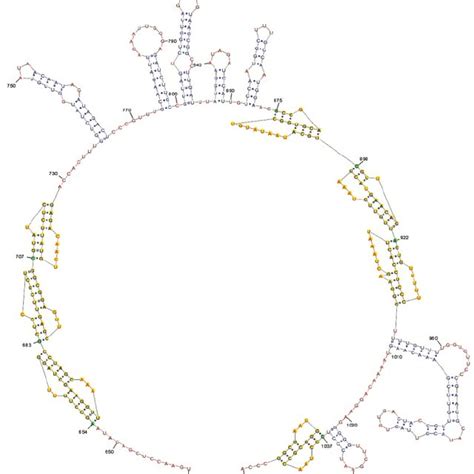 Structure Of Stmv Rna 3 Utr With 7 Pseudoknots Download Scientific