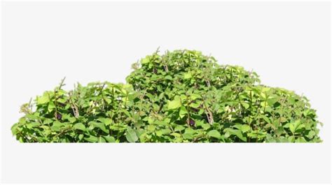 Plantation HD Png Download Transparent Png Image PNGitem