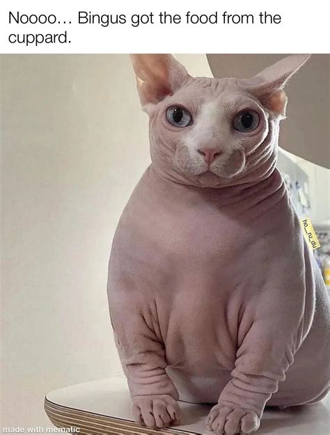 Bingus Got Fat Rmemes