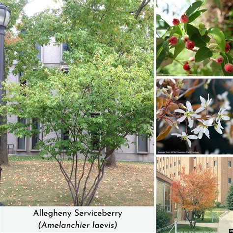 Anne Arundel County Watershed Stewards Academy Restoring Local Waterways Resilient Species List