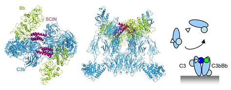 Xtal Webary Complement System