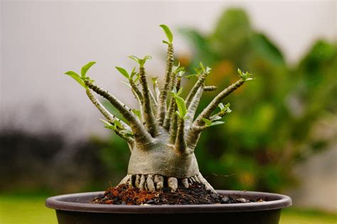人気上昇中の塊根植物とは？その魅力と育て方をまとめました！ Botanic House