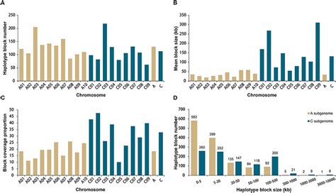 Comparative Analysis Of Haplotype Blocks In The A And C Subgenomes Of