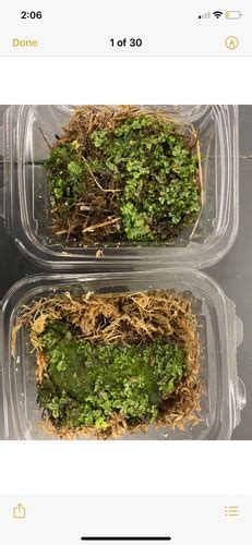 Biodiversity Lab Practical 2 Part 1 Flashcards Quizlet