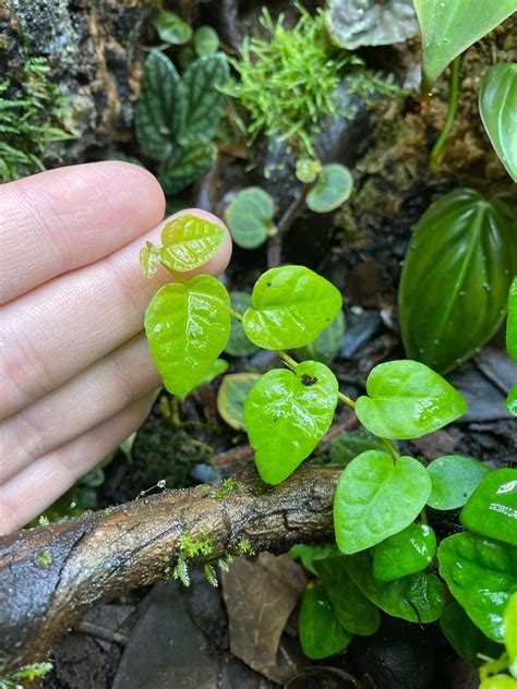 Why Are My Plant Leaves Growing In Translucent And Yellow Rvivarium