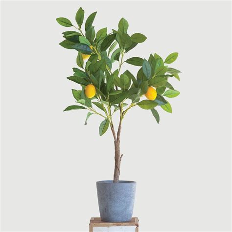 Shasta Lemon Faux Tree Faux Tree Mini Lemon Tree Plant Photography