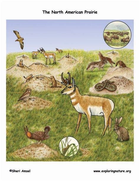 Prairie Grassland Biome