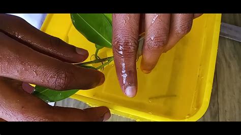 8 ශ්‍රේනිය විද්‍යාව උත්ස්වේදනය පරීක්ෂණ ය Youtube